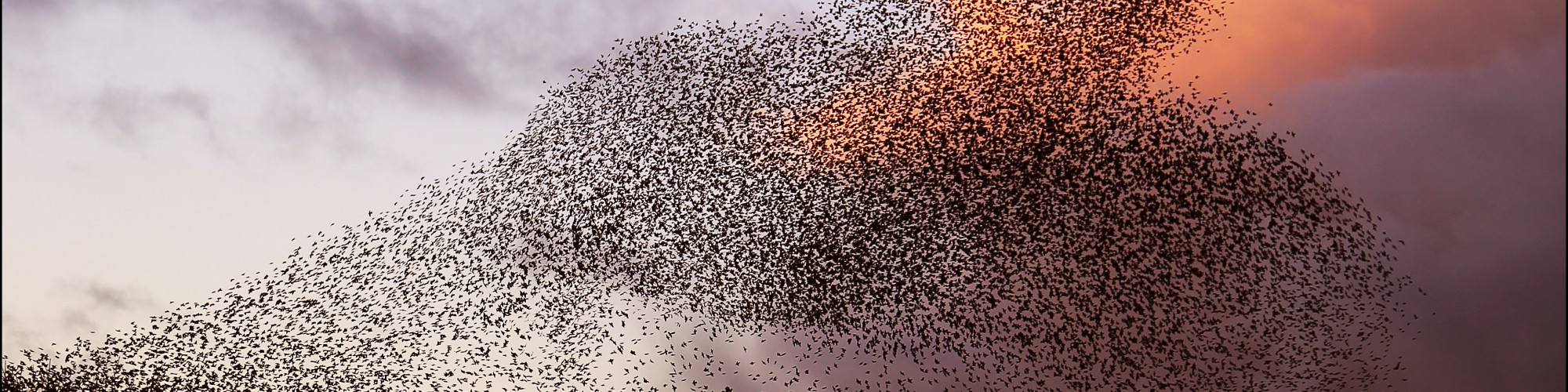 cropped-lovely_starlings-1.jpg | Lynette A. Shaw, Ph.D.